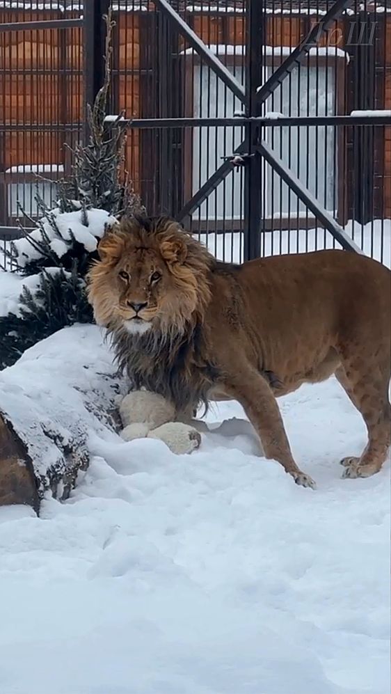 Лев Шерхан. Папа подарил игрушку.