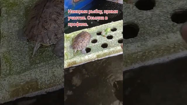 Кормлю рыбок и черепах на акваферме. #акваферма #рыба #черепахи #раки #сад #огород #дядявитя