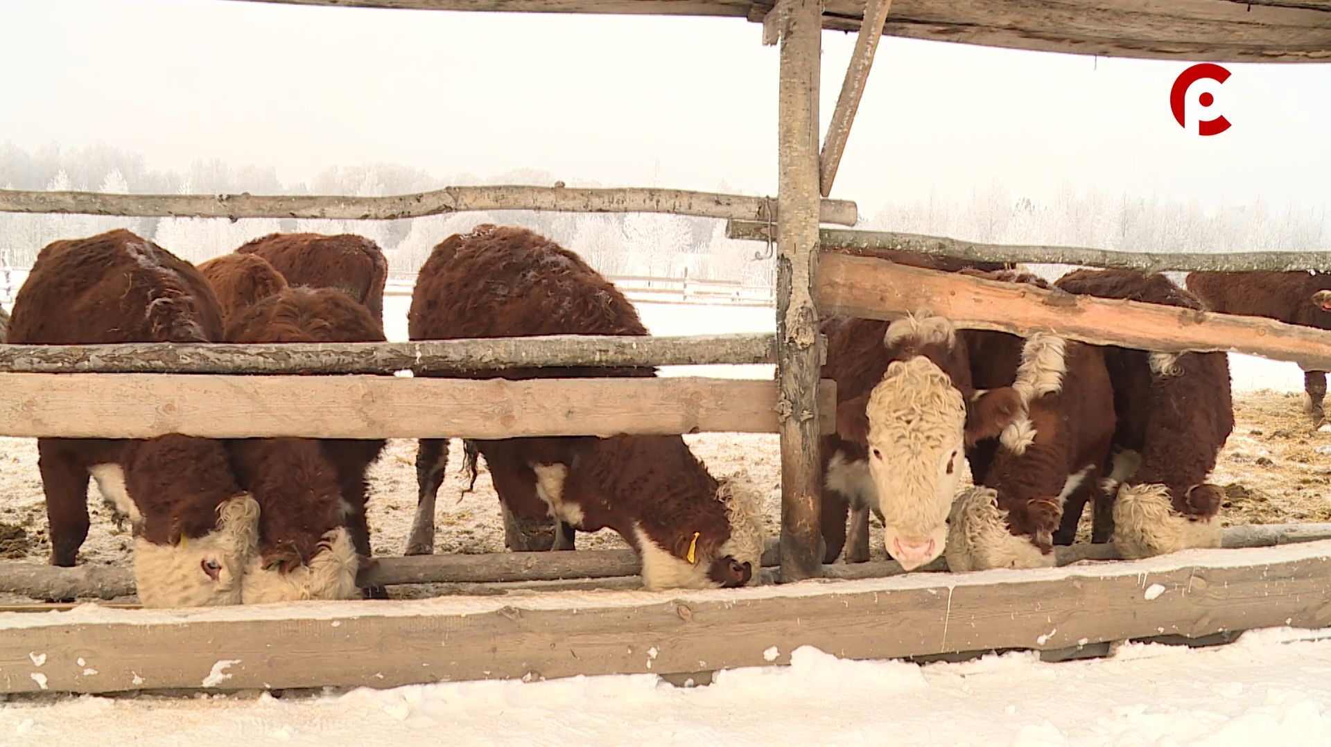 "Агромания". 30.01.2026