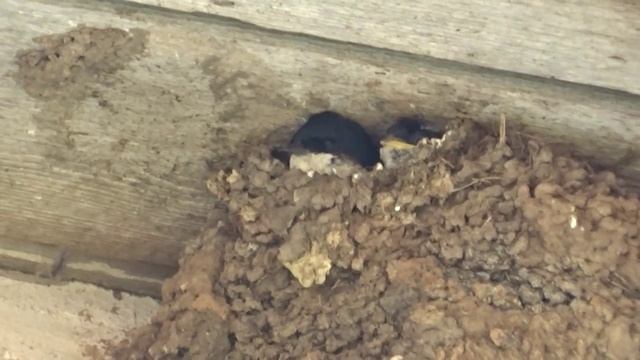 Ласточкины гнезда