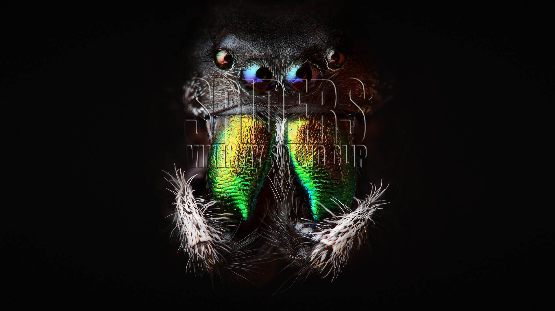 Spiders (Vikentiy Sound Clip) (2011)