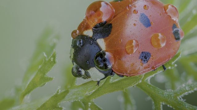 HDR 10+ в макро: взрыв деталей