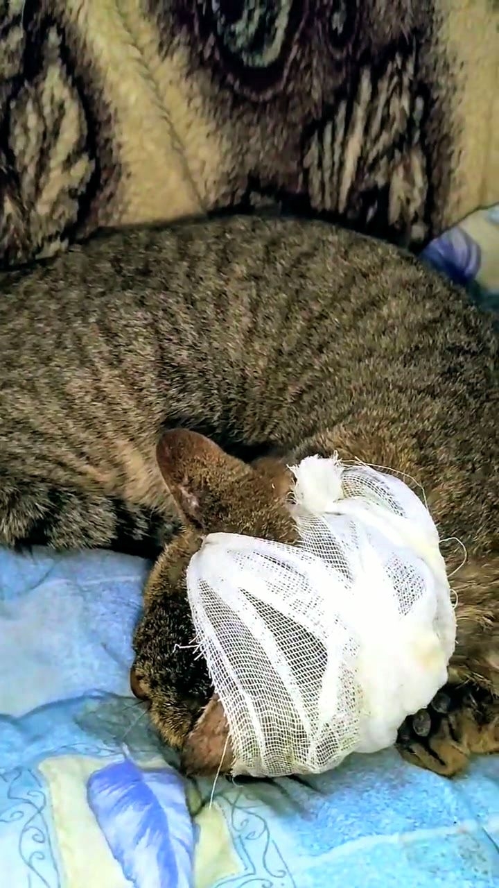 Боремся с болезнью кота! Максик посещает врача в переноске! 😿 #кот 30-01-2026