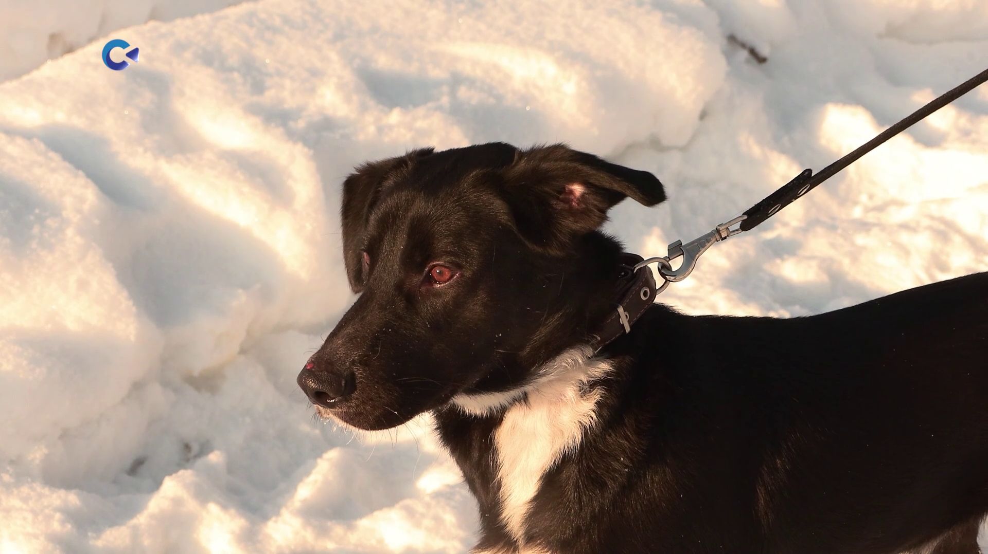 Первый петрозаводский приют для животных вновь ищет семью для щенка Буча