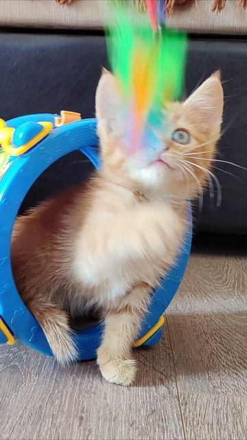 Прекрасный котенок. Прекрасная игра.