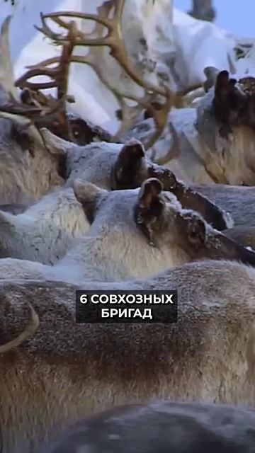 📍Трудовые будни совхоза «Байдарацкий» #новости #ямал #новостирегионов