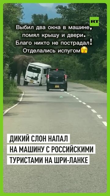 Дикий слон пытался перевернуть авто с российскими туристами на Шри-Ланке