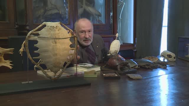 Между прочим. Гадский вопрос. О чём может рассказать панцирь черепахи?