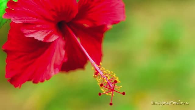 #Коран#аль-Имран#СамыеКрасивыеМеста#Отдых##Ислам#Коран#аль-Имран'#Миншавий #4кВидео#34часть#