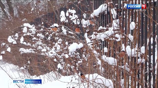 Правда ли, что снегирей на Смоленщине стало меньше