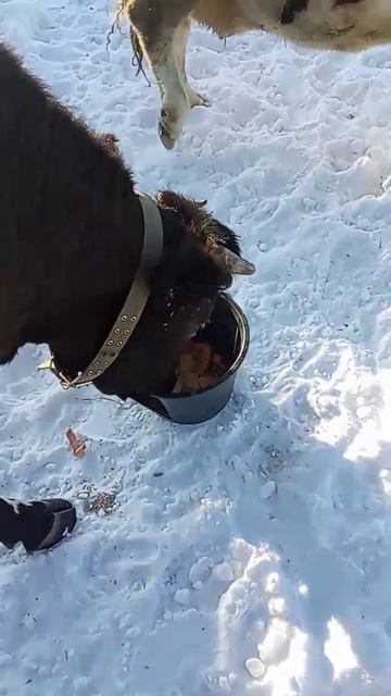 Кормление коров в экадаши 2, 29.01.26