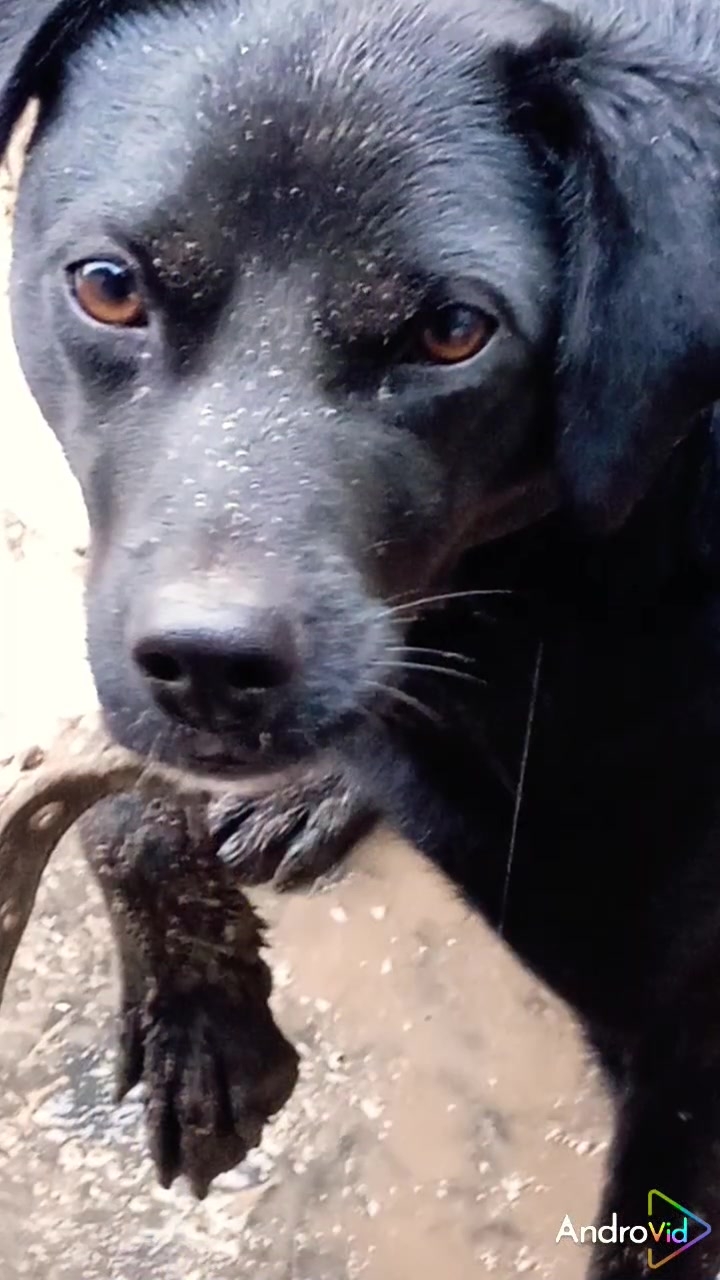 Дозор. Любимые животные. 30-01-2026