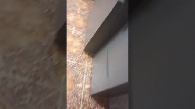 эксперимент рифф