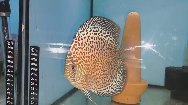 Зимний обзор нашей мини разводни