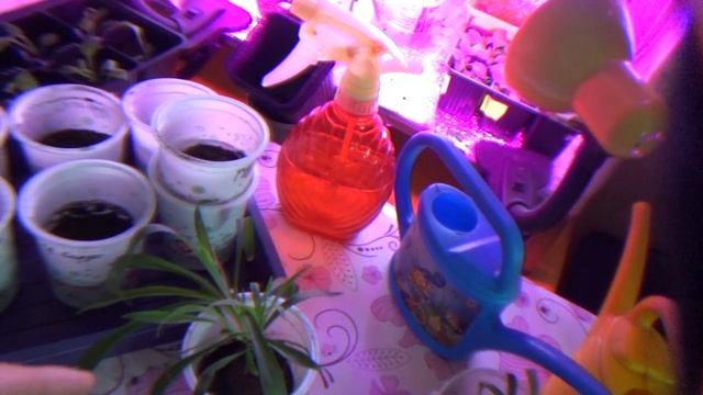 2178.  Черенки мн. гвоздики укоренились.ВПЛ.