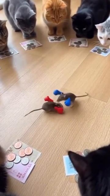 Бои без правил.