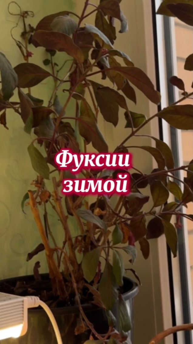 Уход за фуксиями зимой (коротко)