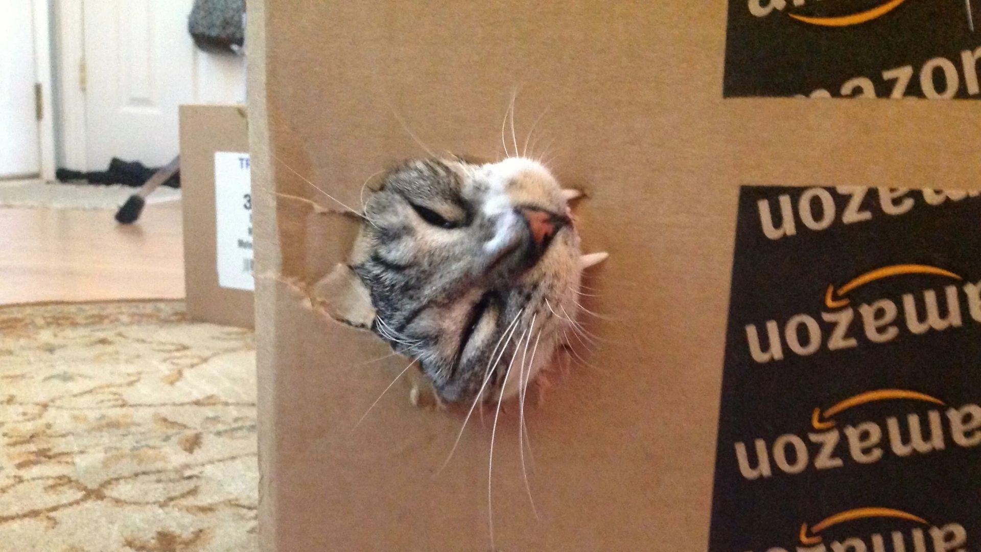 Этот картон вас порвёт!