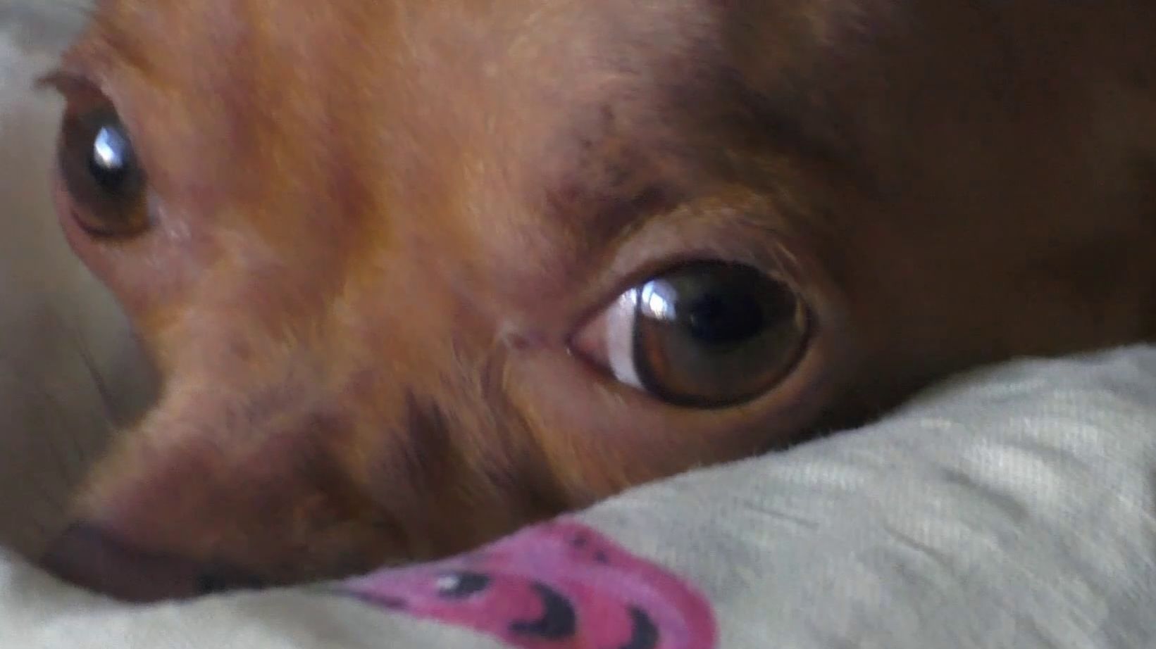 В гостях у дедушки. ПОРА СПАТЬ