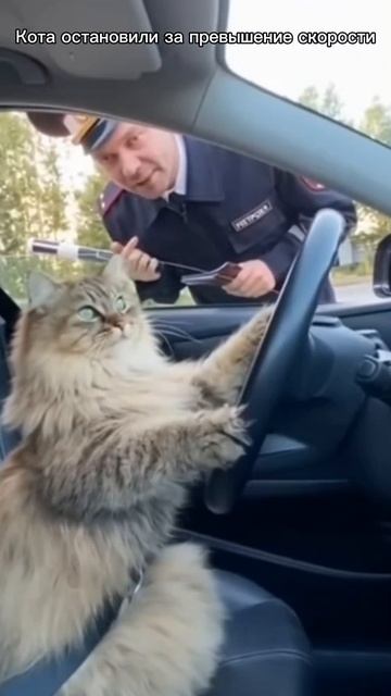 Кота остановили за превышение скорости