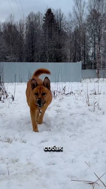 Рэкс - неимоверно добрый и благородный парень 🦮