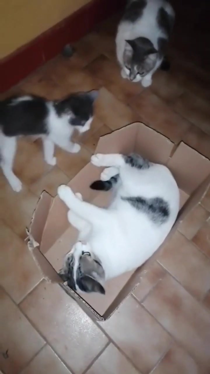 Всех достал, это Иван Грозный!😂😻 Смешные животные. 01-02-2026