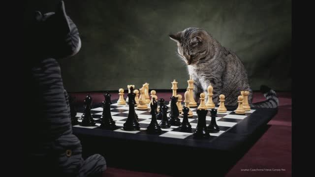 Избранное из победителей Comedy Pet Photo Awards. 2022-2024