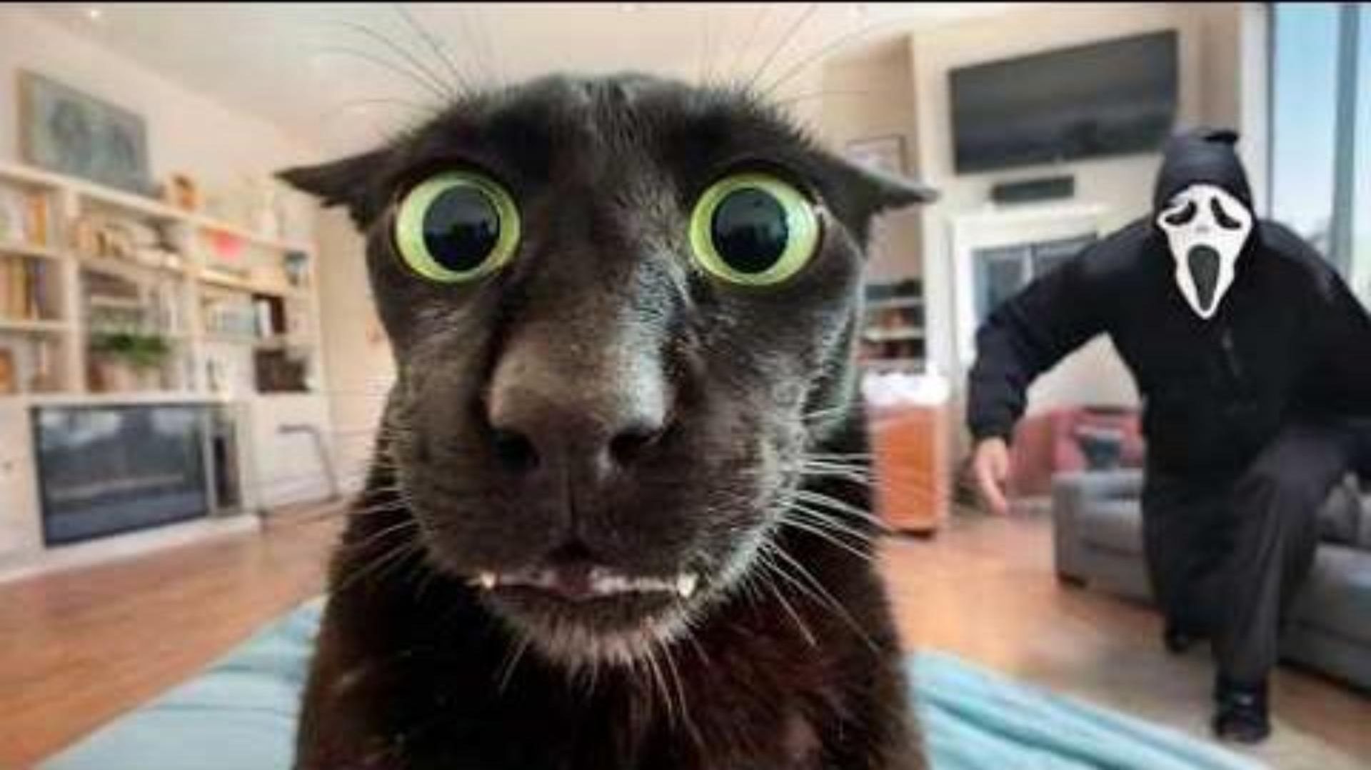 КОГДА ЖИВОТНЫЕ ИСПУГАЛИСЬ БЕЗ ПРИЧИНЫ