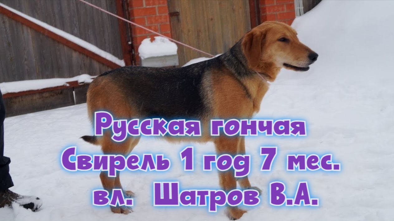 Русская гончая Свирель 1 год 7 мес. вл  Шатров В.А.#охотасгончей#собака #животные #топ #hunting