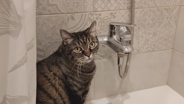 Пьющая кошка и озорной пёс. Шера пьет воду из-под крана. Пудель Барни хочет с ней играть. 25032024.