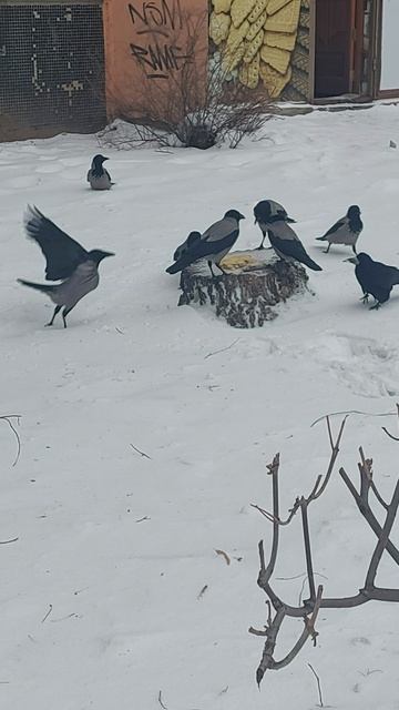 За обеденным столом