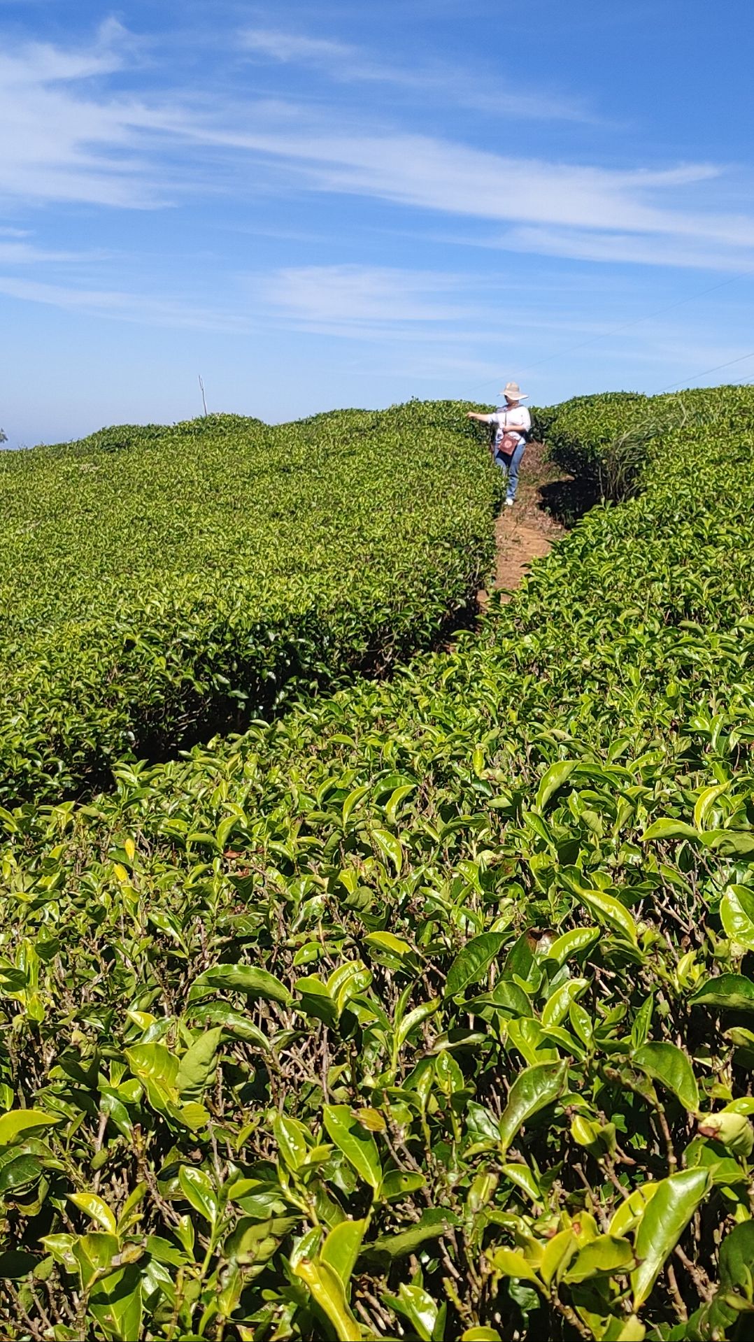 Шри-Ланка. Чайная фабрика.