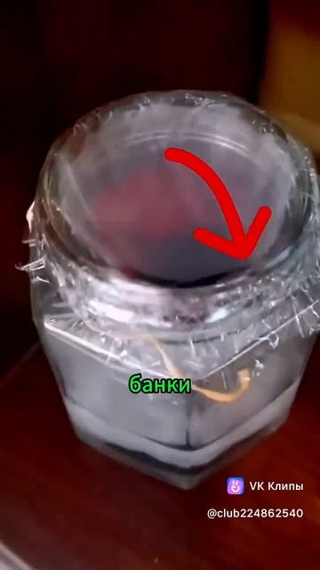 История черепахи