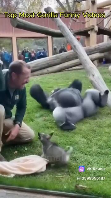 Угарная горила