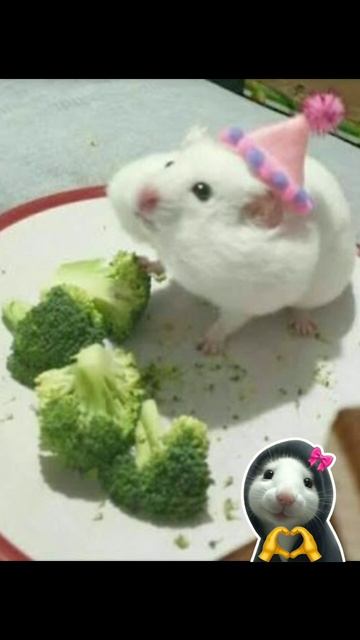 милые хомячки