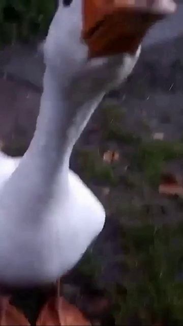 Гусёнок - сладкоежка