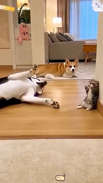 Юмор с животными_жуть.