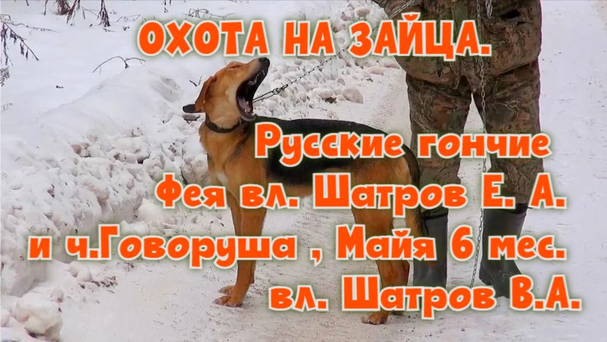 Русские гончие  Фея вл. Шатров Е. А. и ч.Говоруша , Майя 6 мес. вл. Шатров В.А.#охотасгончей