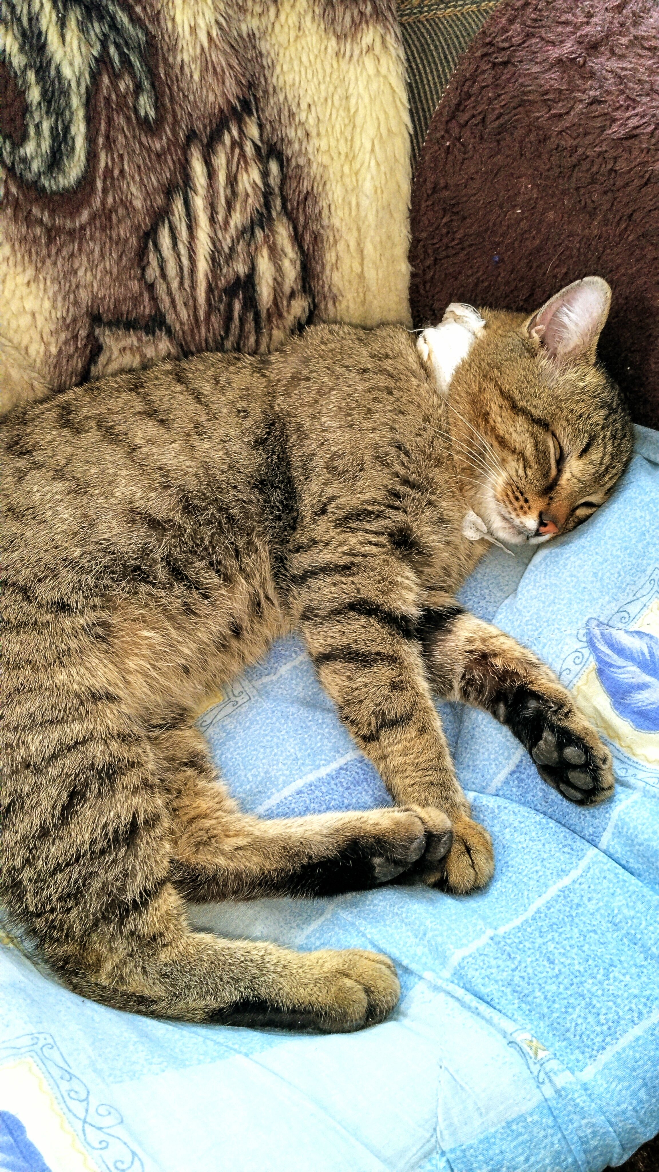 Максик. Лечение продолжается! 01-02-2026