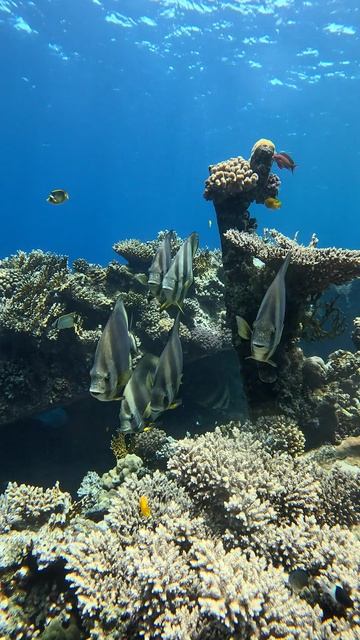 рыбы ангелы, дайвинг в Хургада, дайвинг в Египте