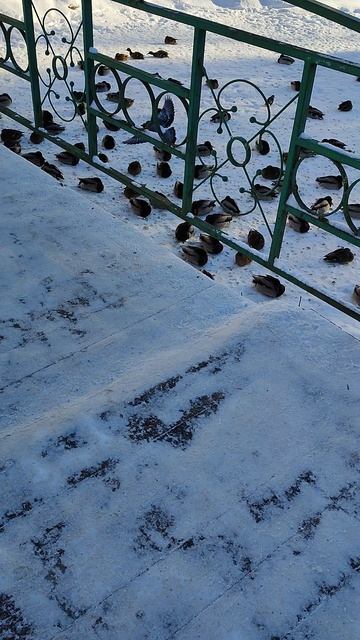 Дикие утки в сильный мороз!