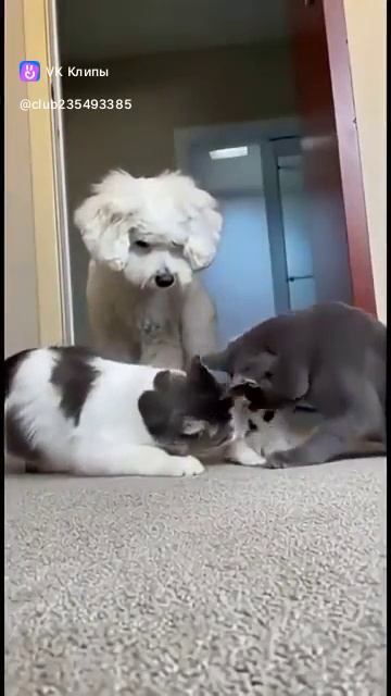 Приколы с животными