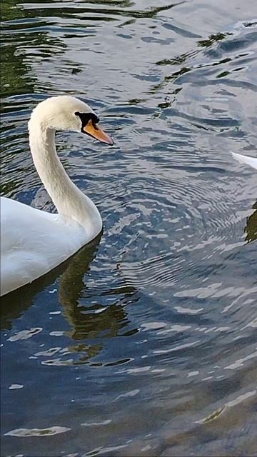 Вот для чего им длинные шеи!