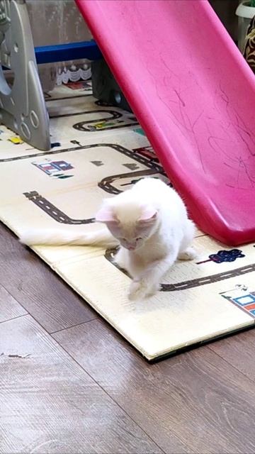 Трюк с белым котенком 2. #кошки