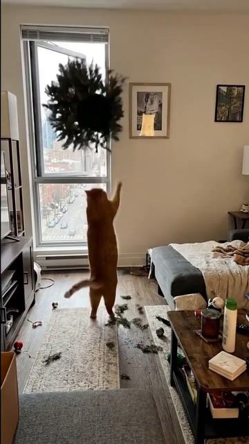 Котик и ёлка