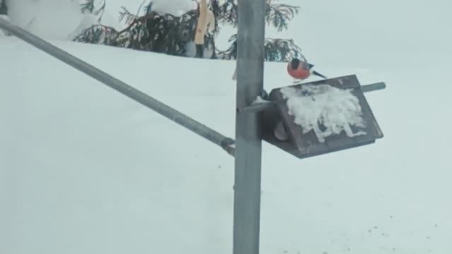 птички на обеде