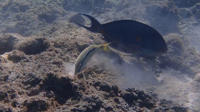 барабулька и "хирург"