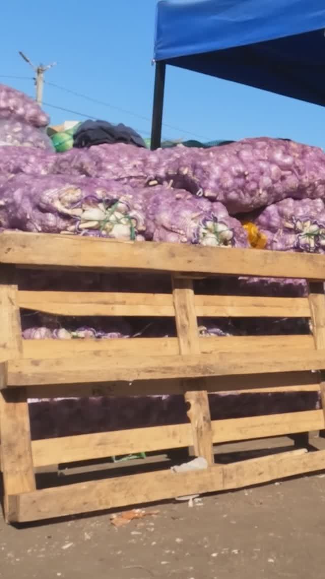 Чеснок выдают за русский а на самом деле... #чеснок #сельскоехозяйство #farming #фермерыбеларуси