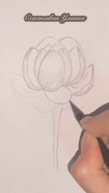 Рисунок Цветы простым карандашом