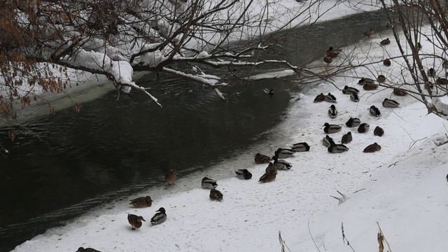 Ан(будущее кафе)уточки, и неясыть в парке. Кемерово